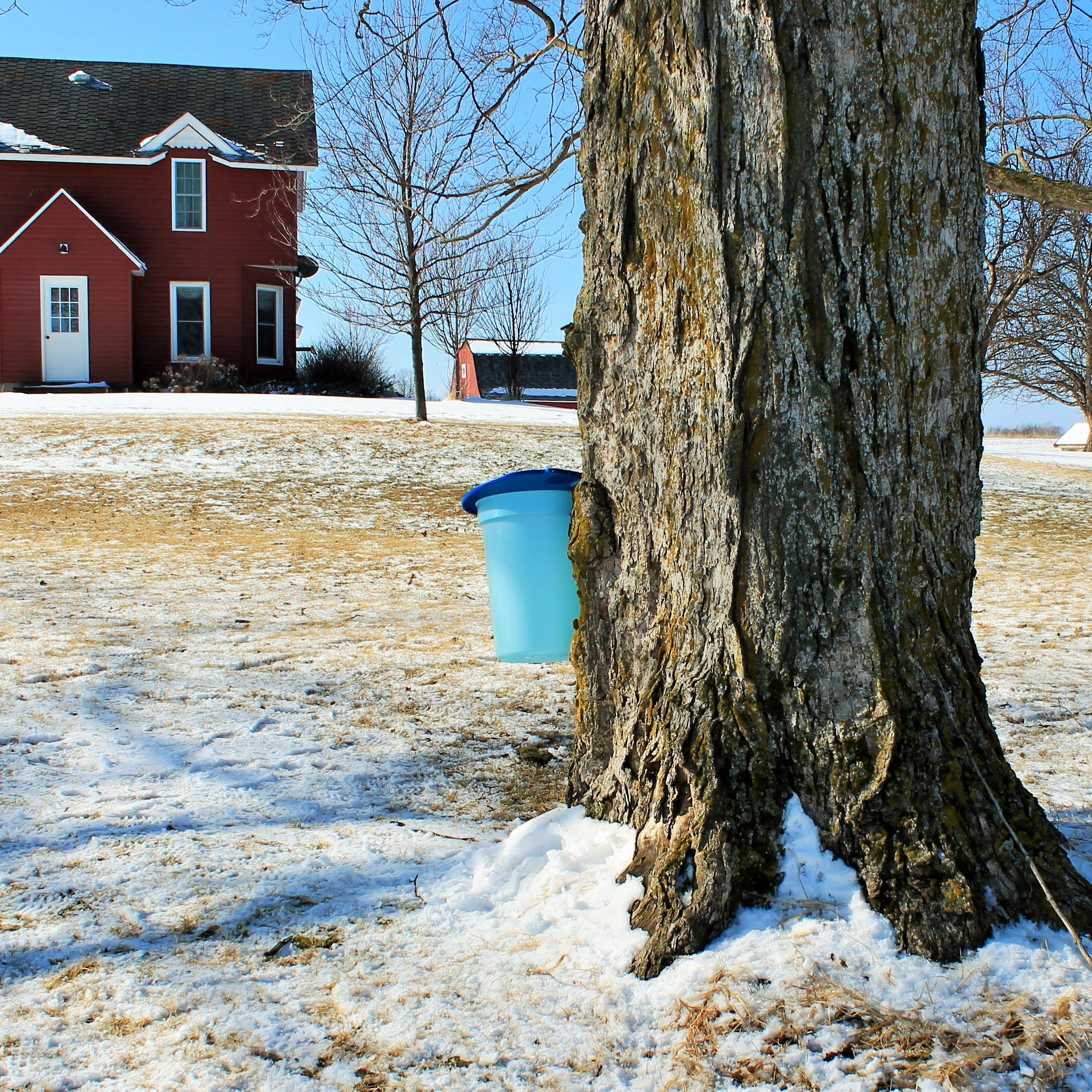 Maple Tapper | Sugarmaking Supplies for Beginner to Advanced Sugarers ...